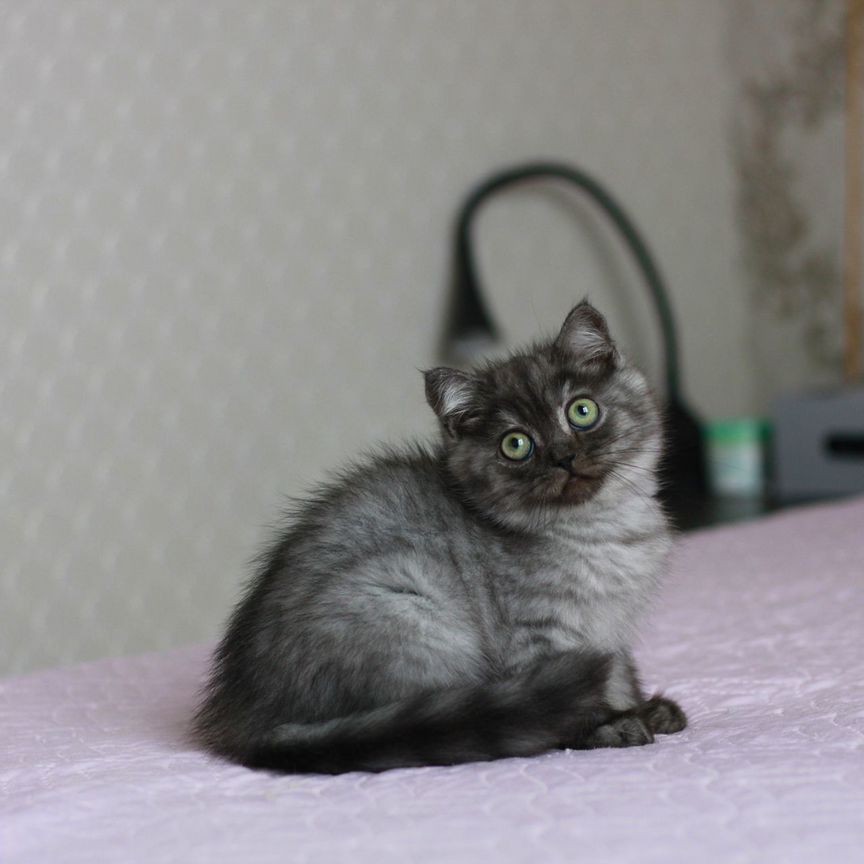 Британский черный дымный котик