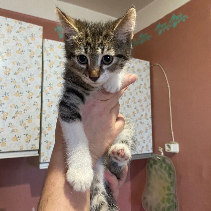 Котенок мальчик 2 месяца