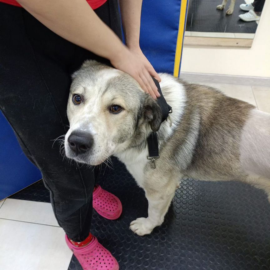 Собака в добрые руки отдам бесплатно