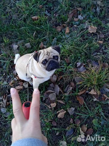 Мопс вязка мальчик