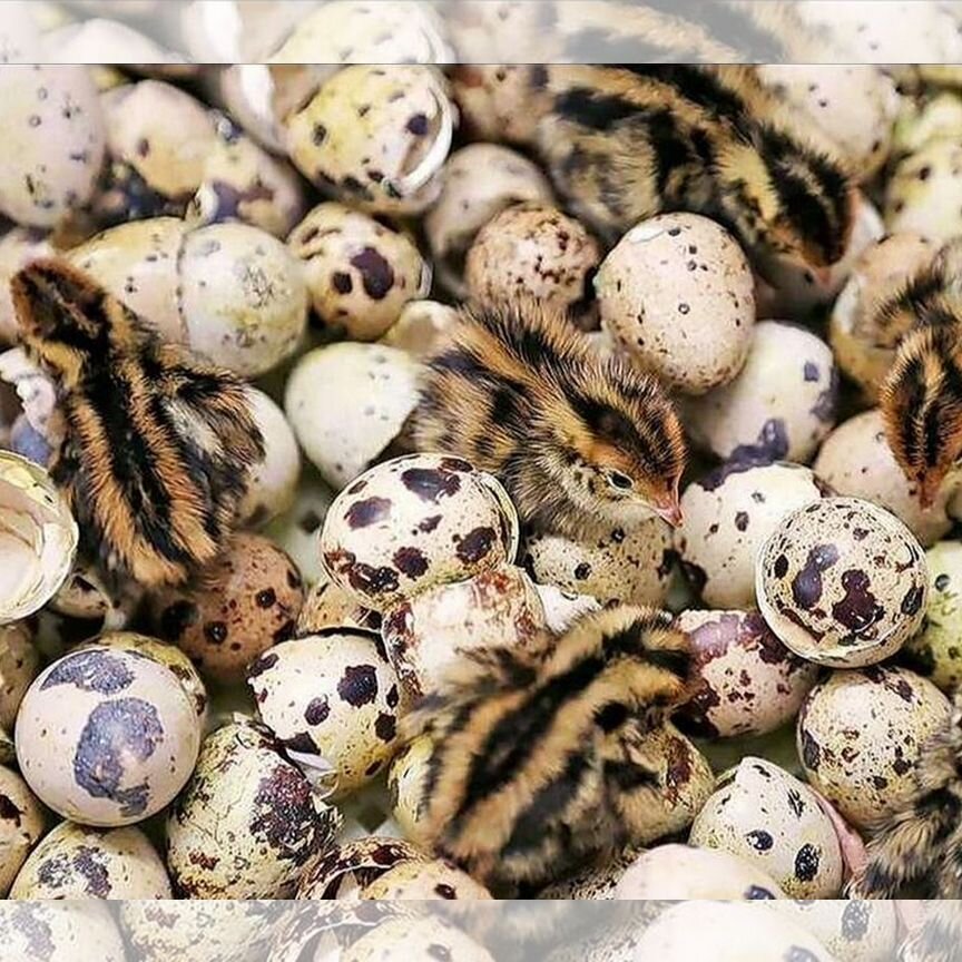 Инкубационное яйцо перепелов