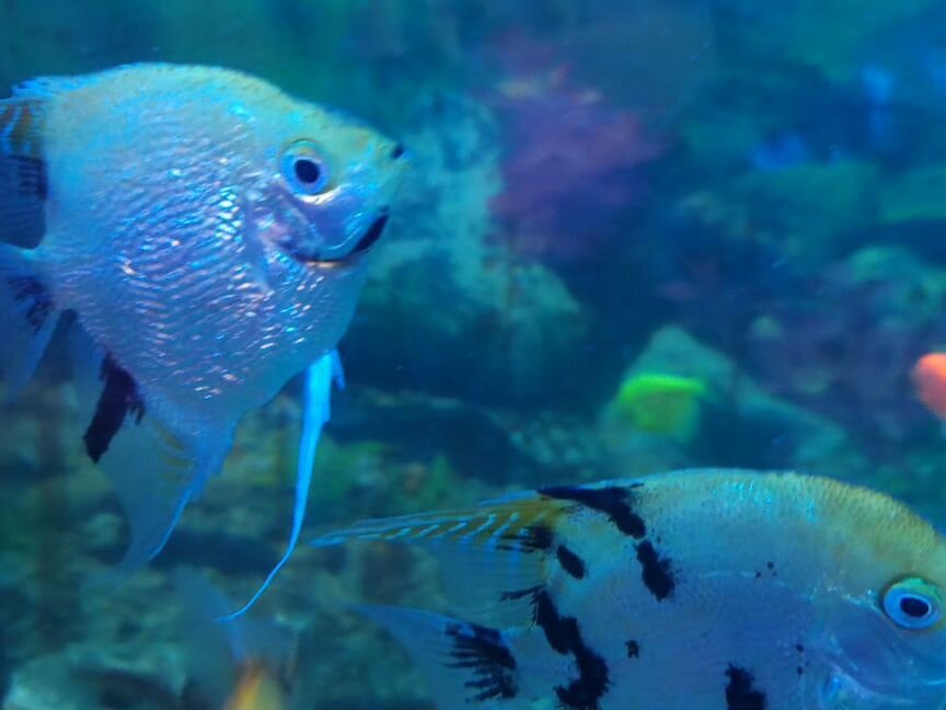 Аквариумные рыбки