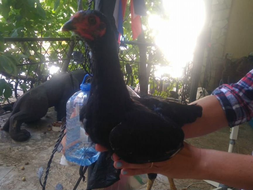 Цыплята даканы