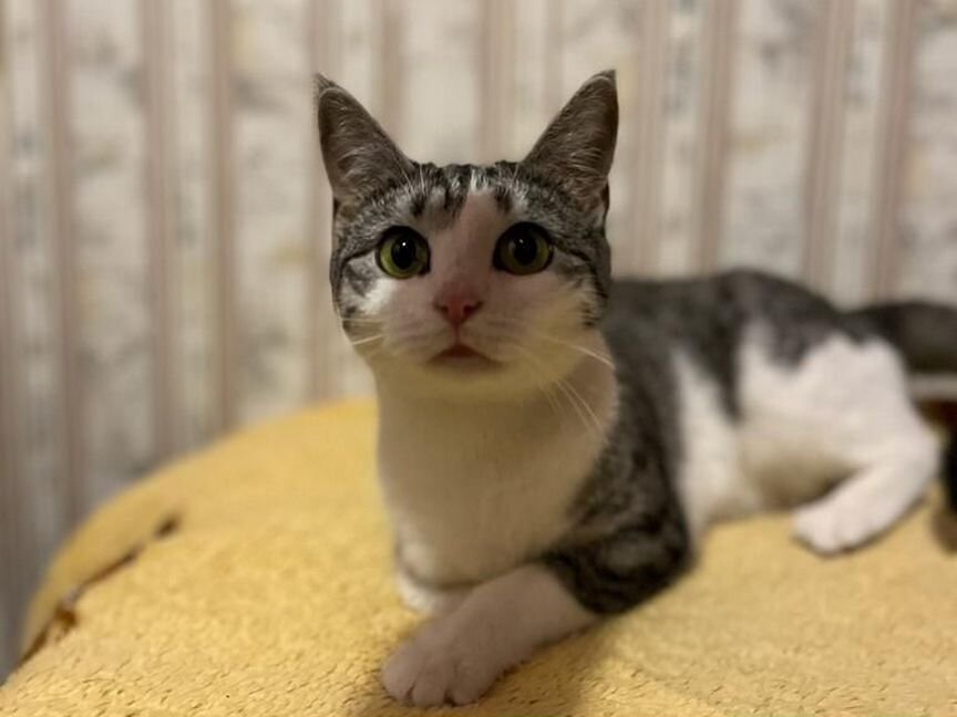 Чарли ищет любящую семью и дом