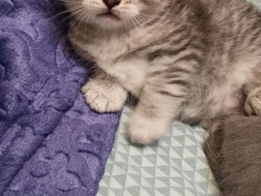 Кошки