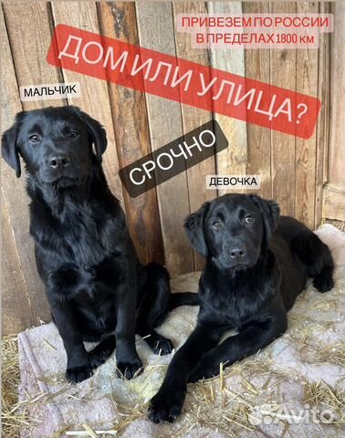 Только в добрые руки