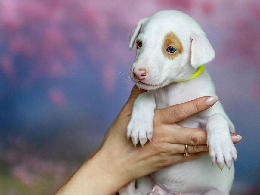 Поденко ибиценко щенки