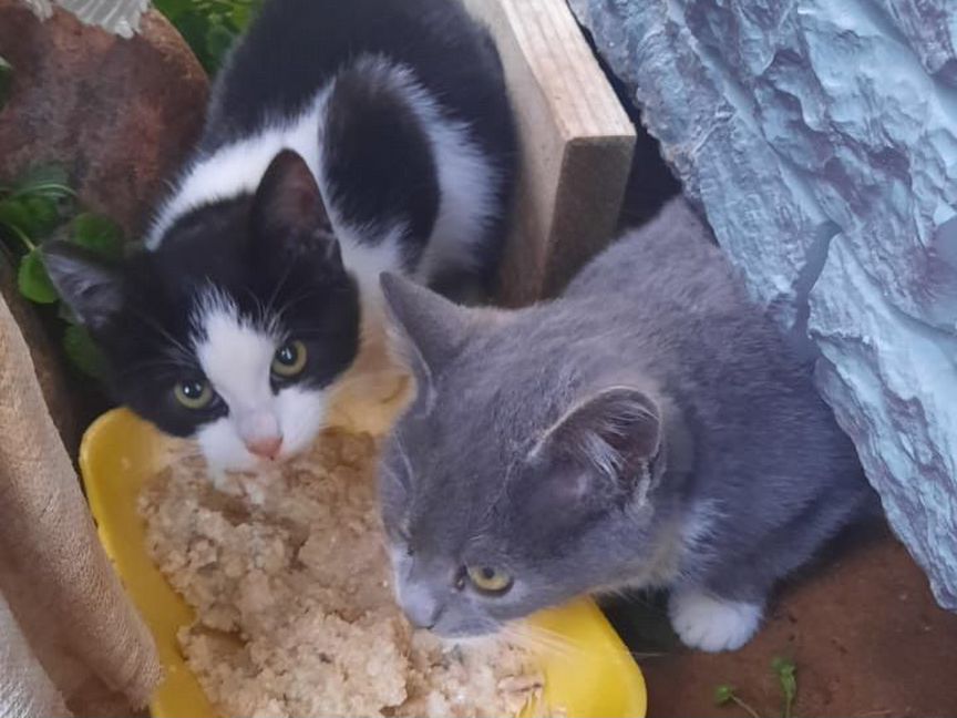 Красивые Котята в добрые руки
