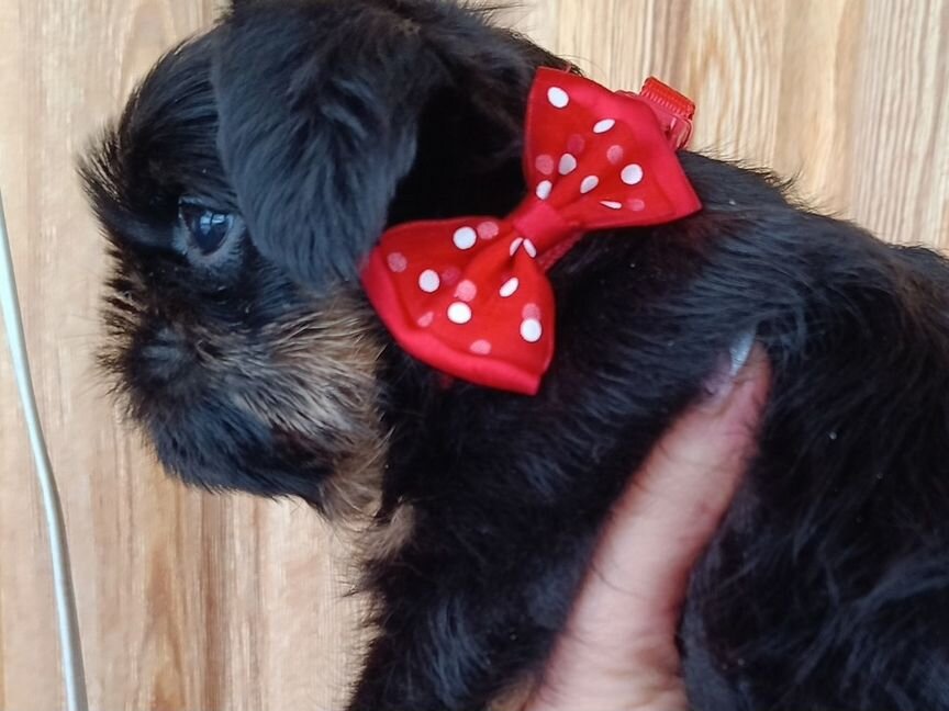 Гриффон и пти-брабансон щенки