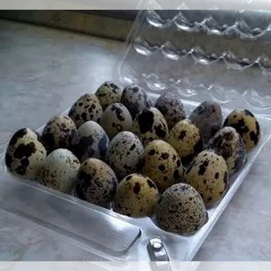 Инкубационное яйцо
