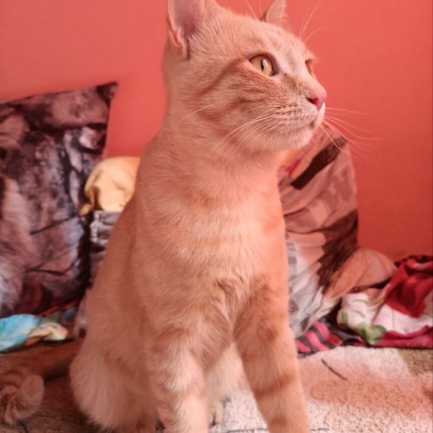 Котенок мальчик