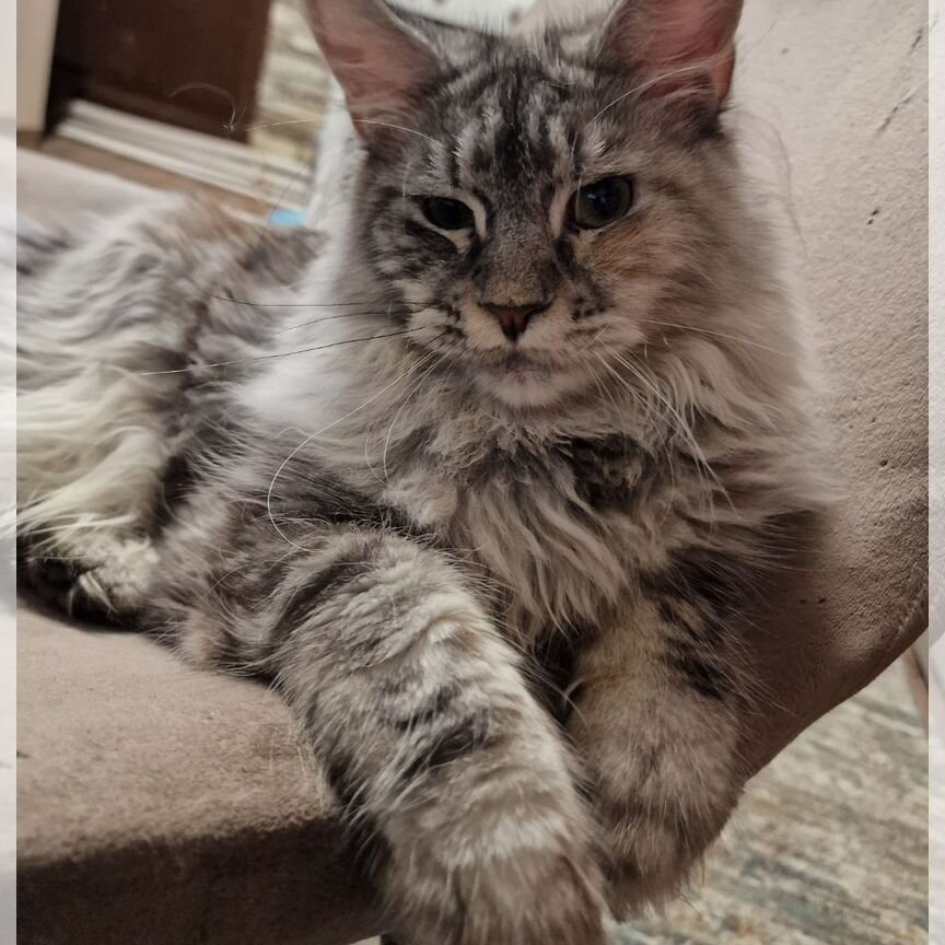 Мейн-кун, взрослая кошка