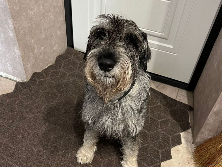 Вязка шнауцер