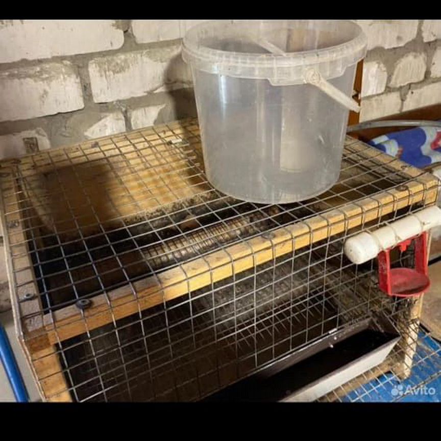 Клетка для перепелок