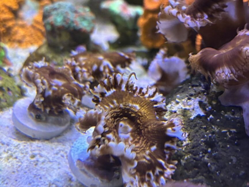 Кораллы зонты