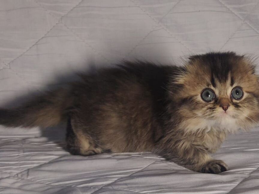 Шотландские вислоухие котята