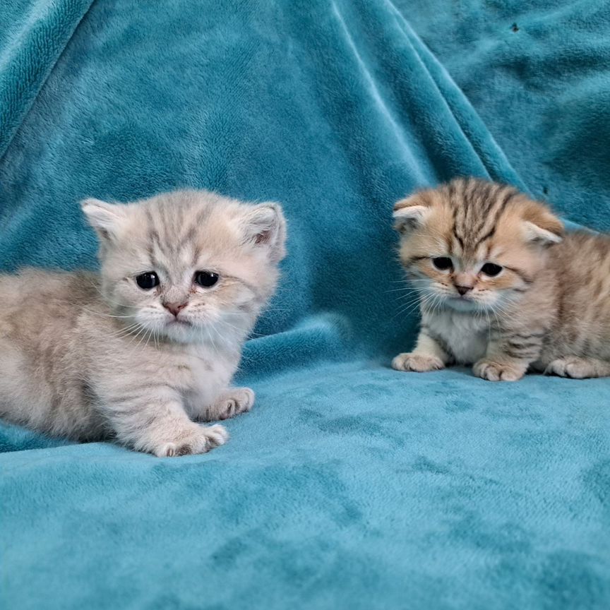 Коротколапики