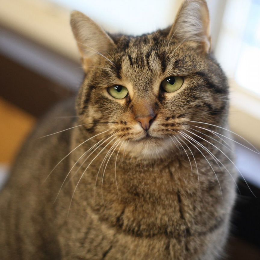 Взрослая, Девочка кошка в добрые руки