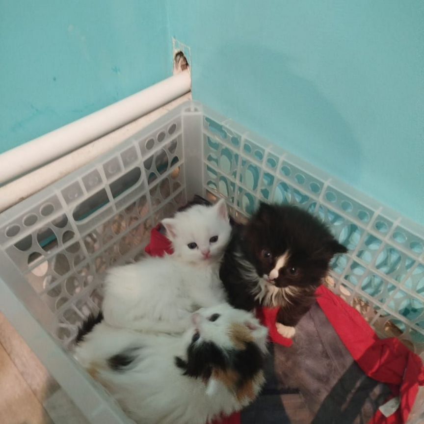 Котёнок в добрые руки