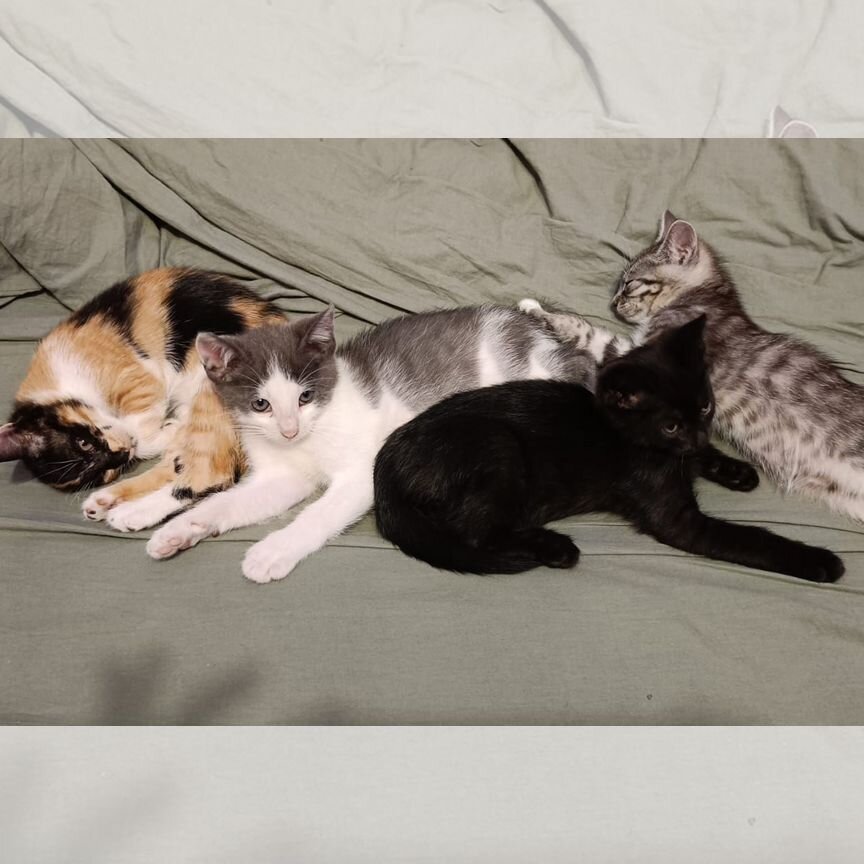 Котята