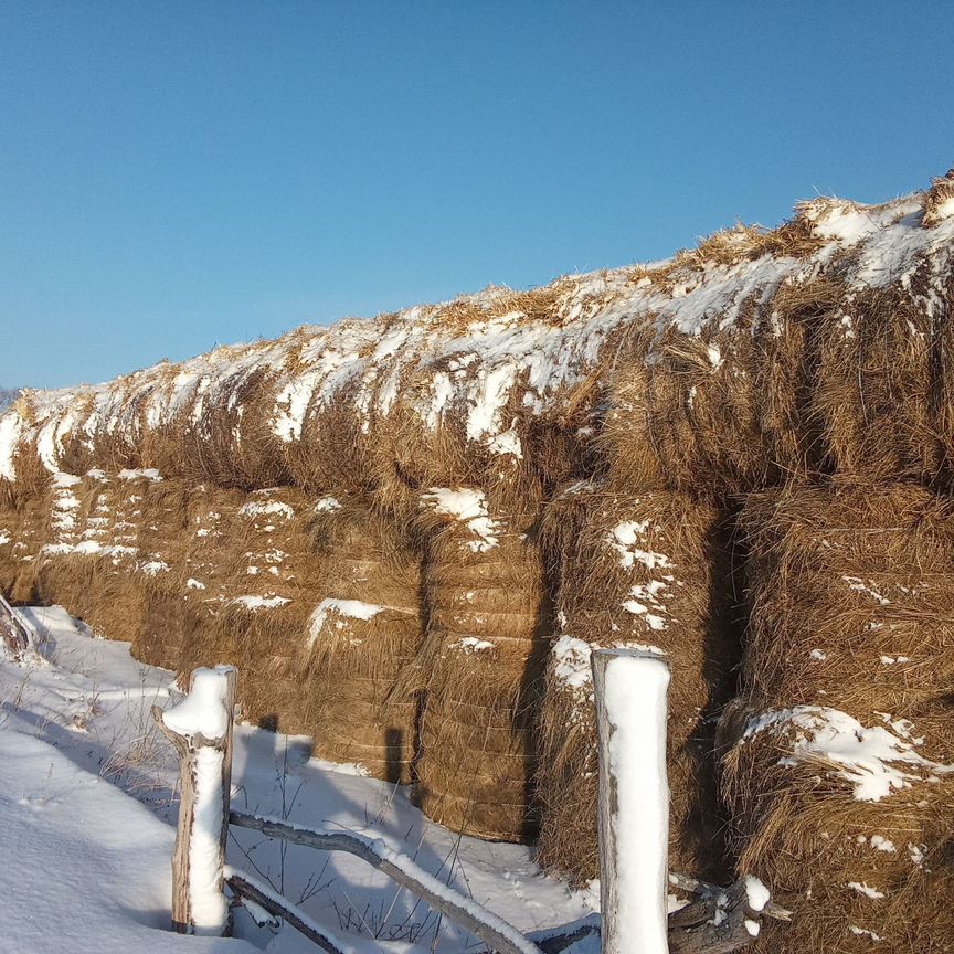 Сено в рулонах