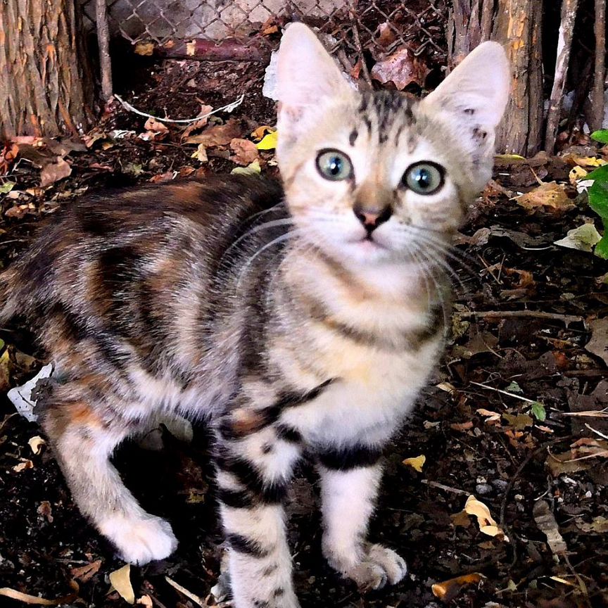 Котята отдам бесплатно