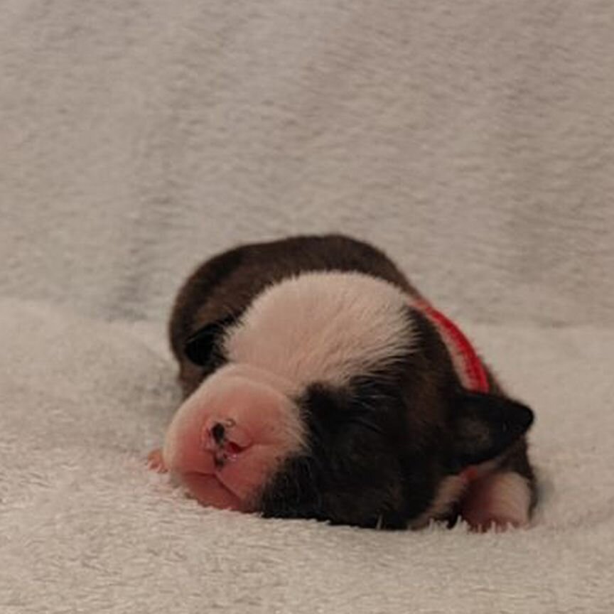 Щенки Американский стаффордширский терьер