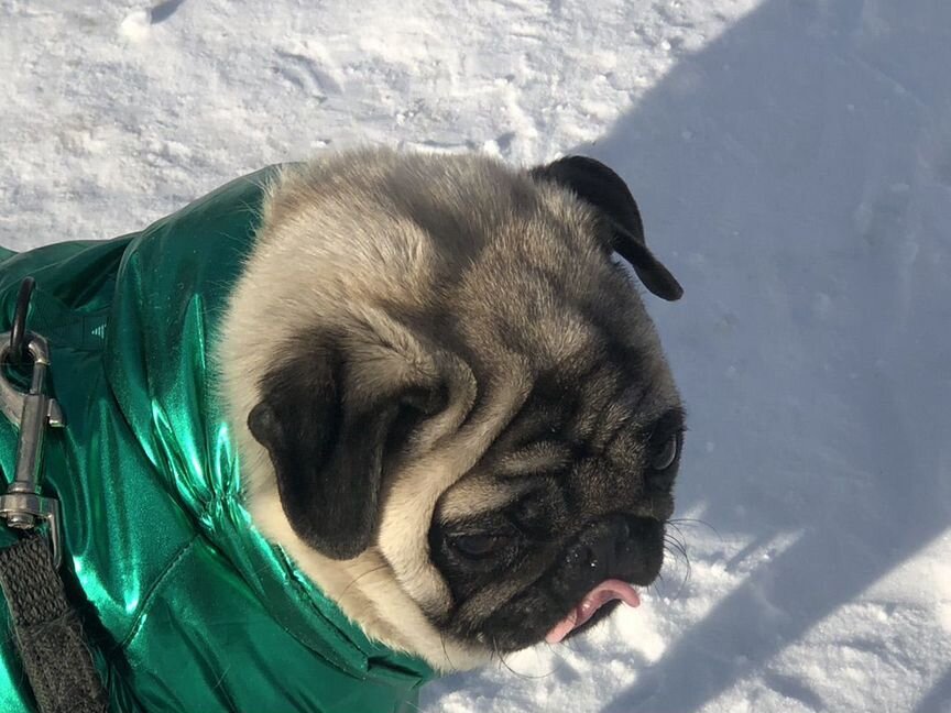 Мопсик девочка