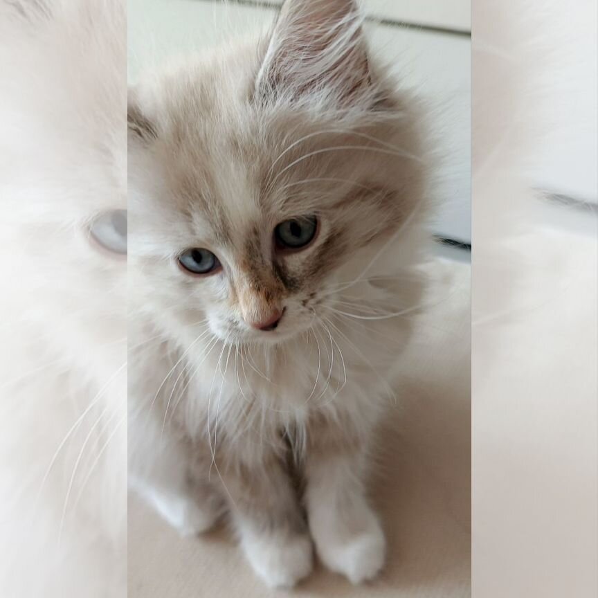 Котята мейн-кун