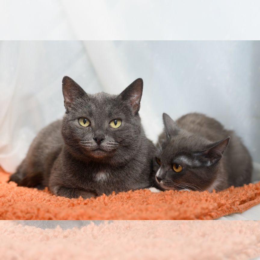 Взрослая, кошка в добрые руки