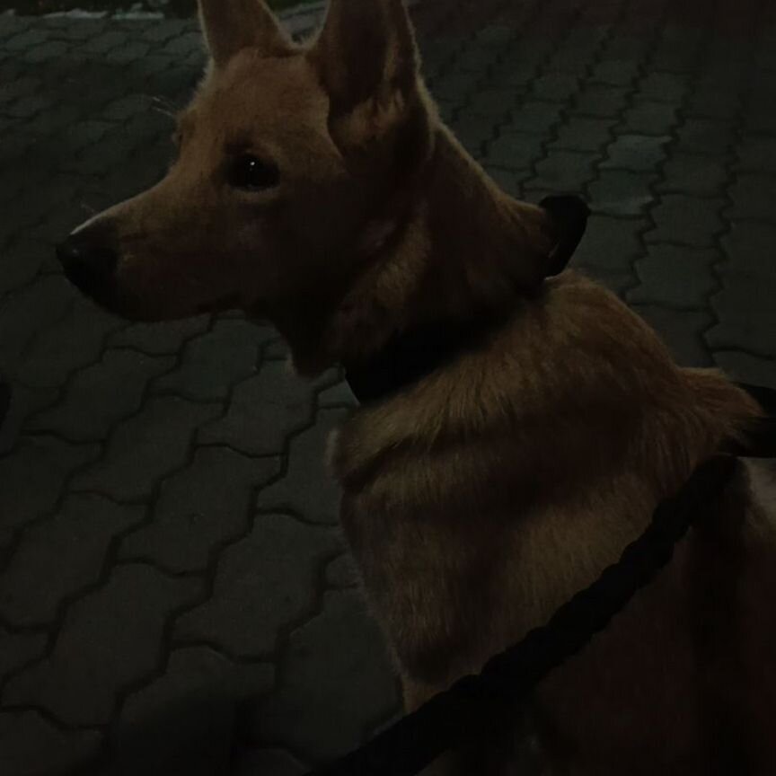 Щенок Джери