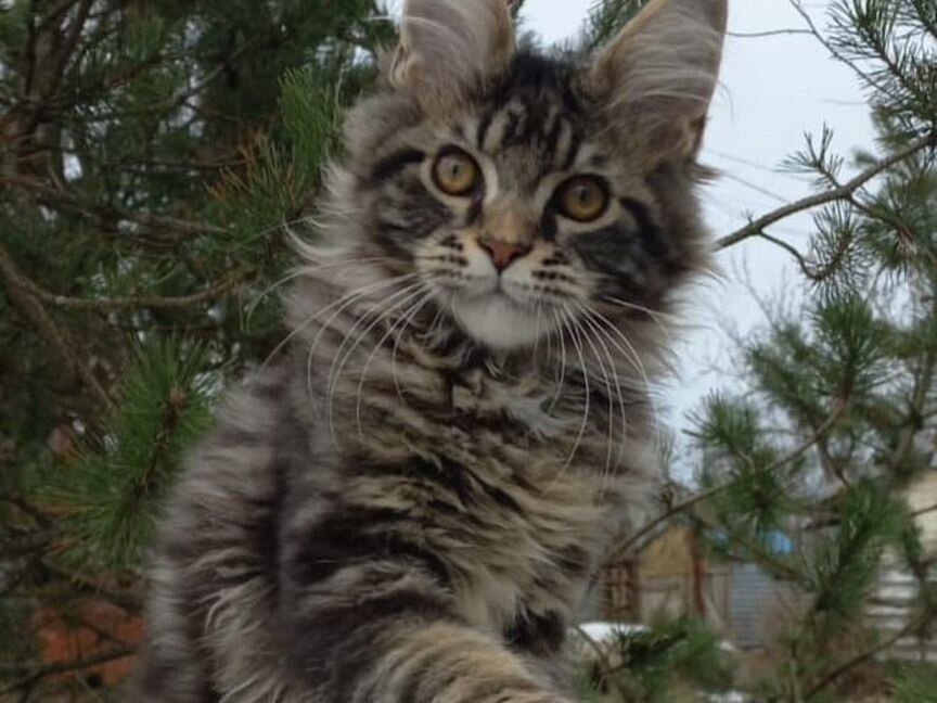 Мейн-кун котик полидакт