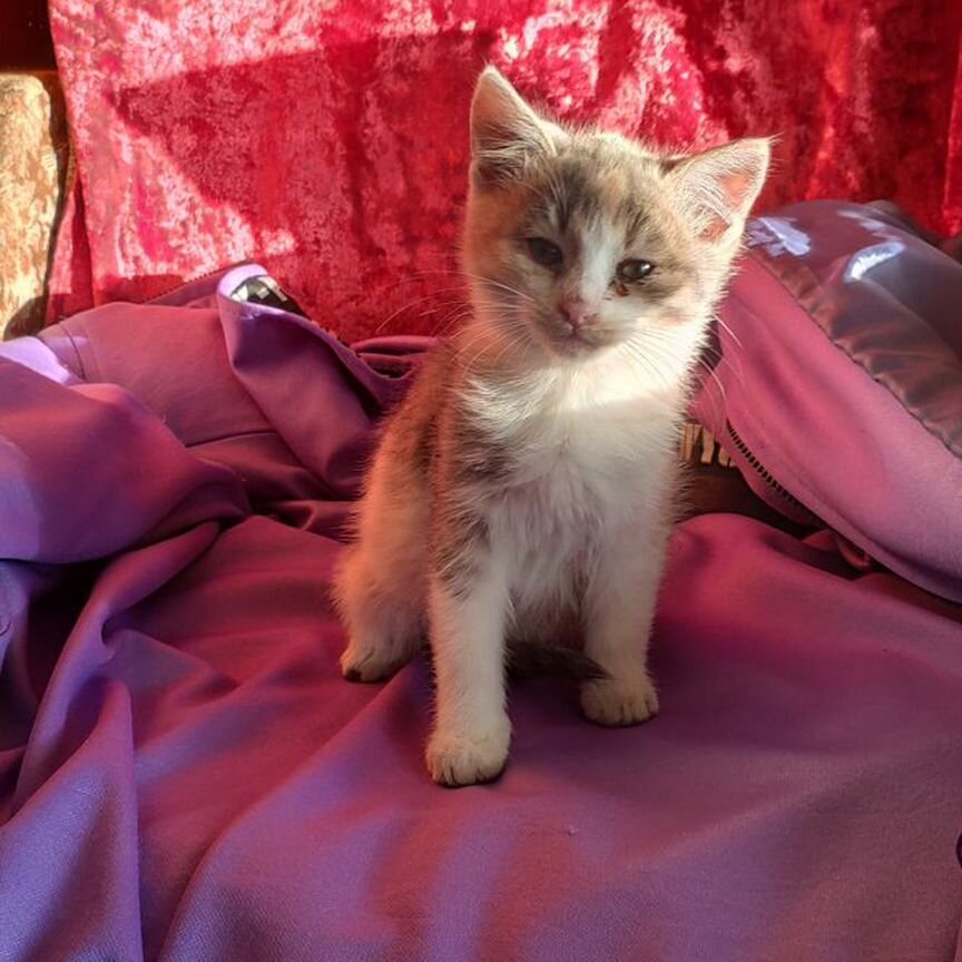 Котёночек 2 месяца