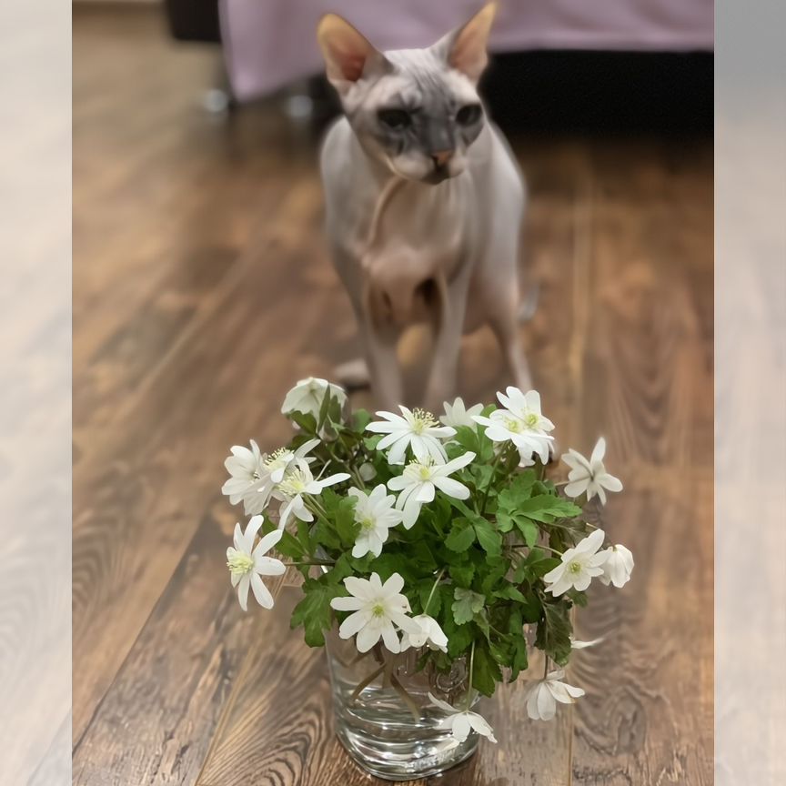 Отдам в хорошие руки кошку сфинкс