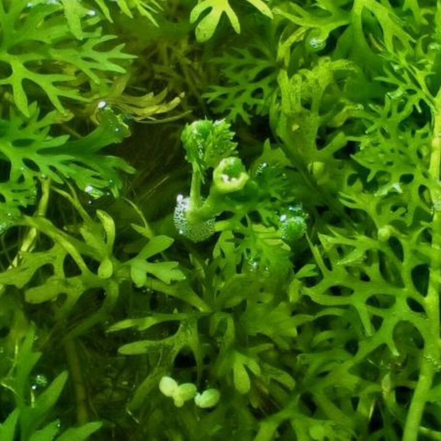 Аквариумное растение