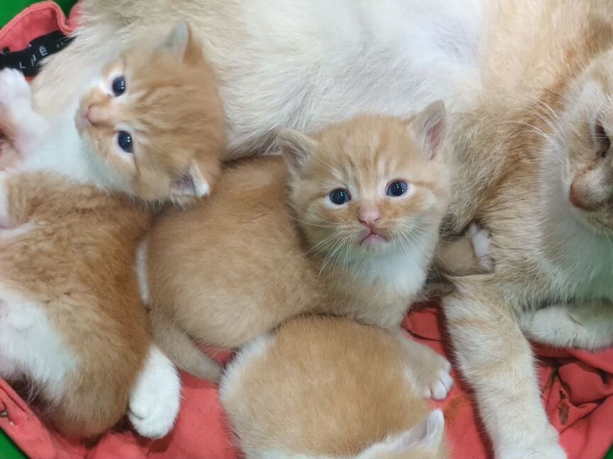 Кошки метисы