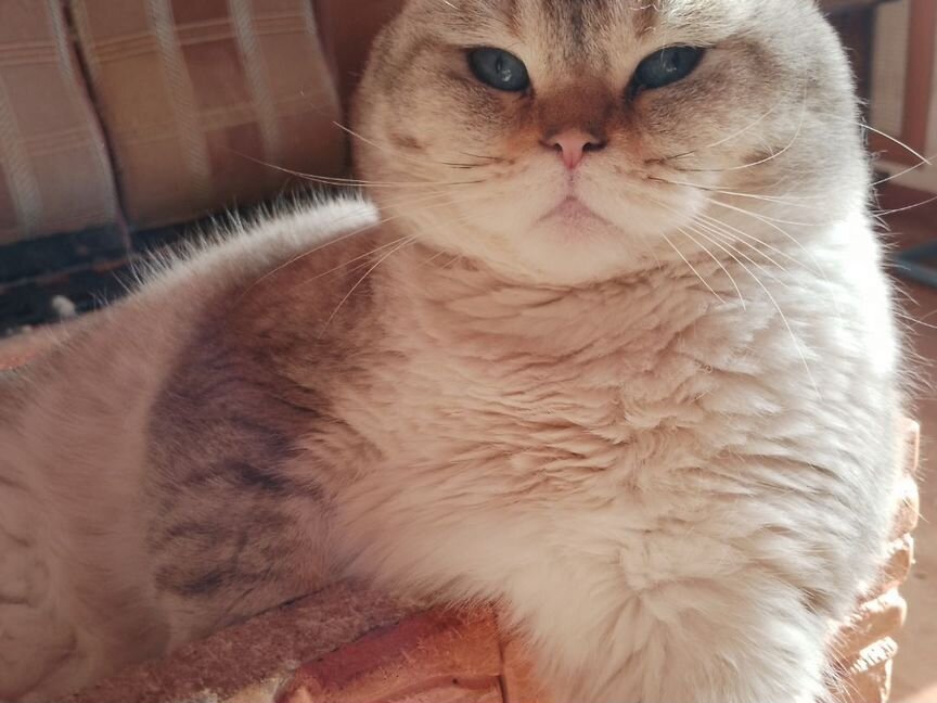 Шотландский кот