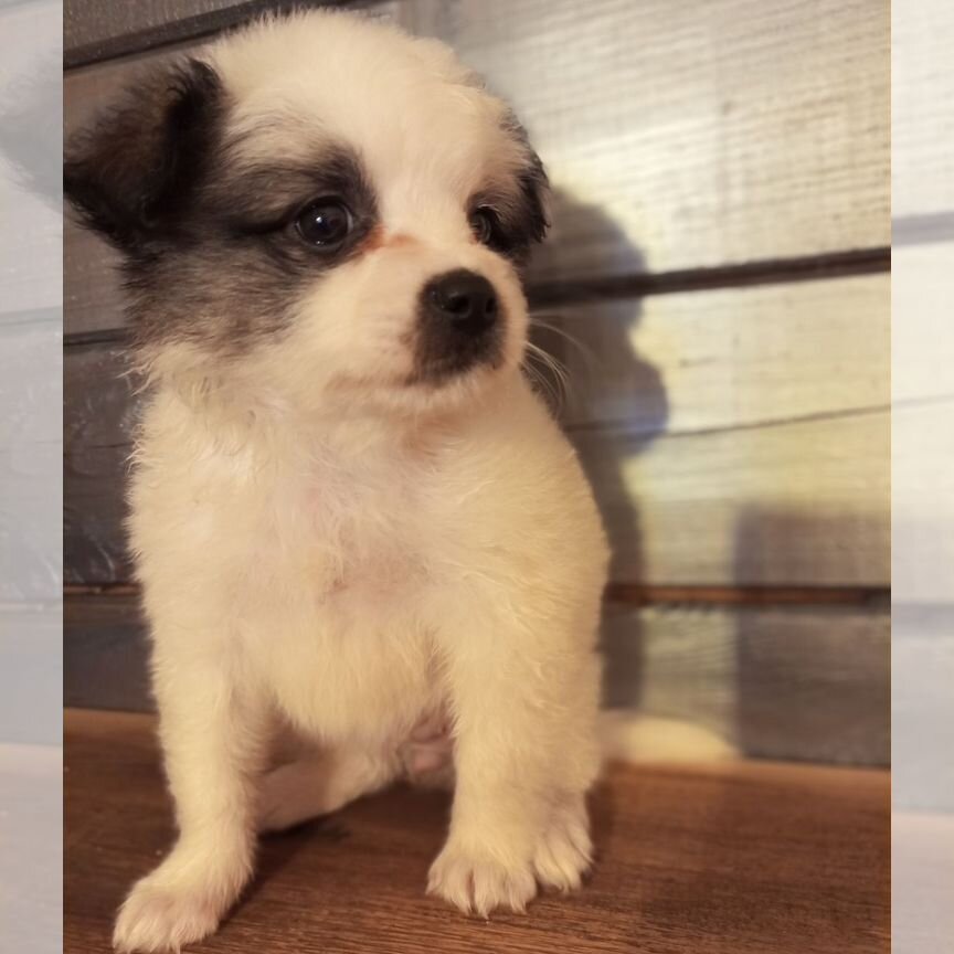 Померанский шпиц, щенок