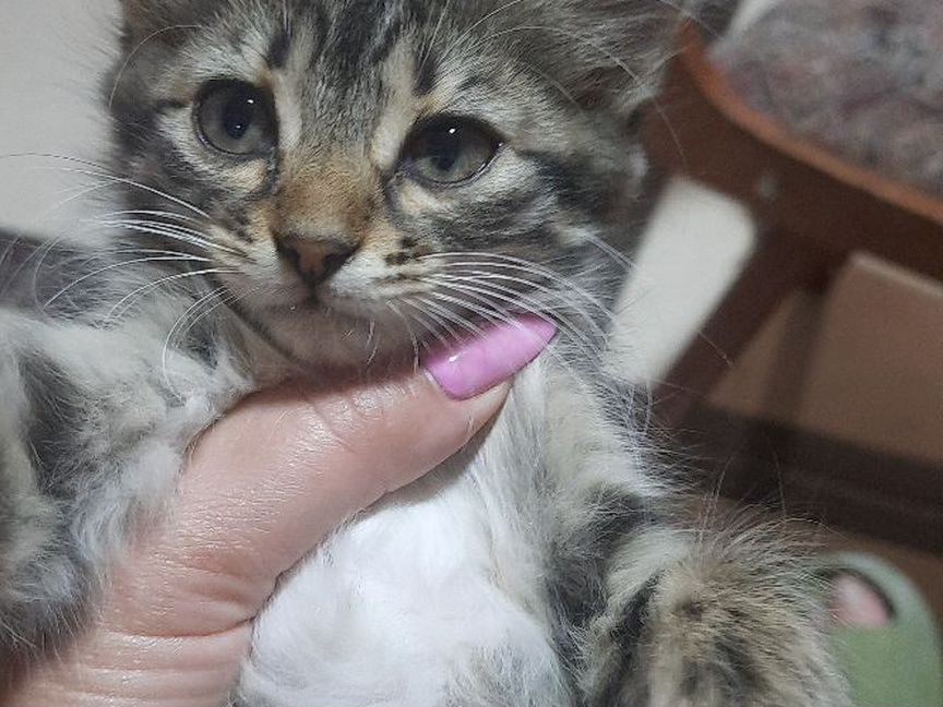 Кошки в добрые руки бесплатно