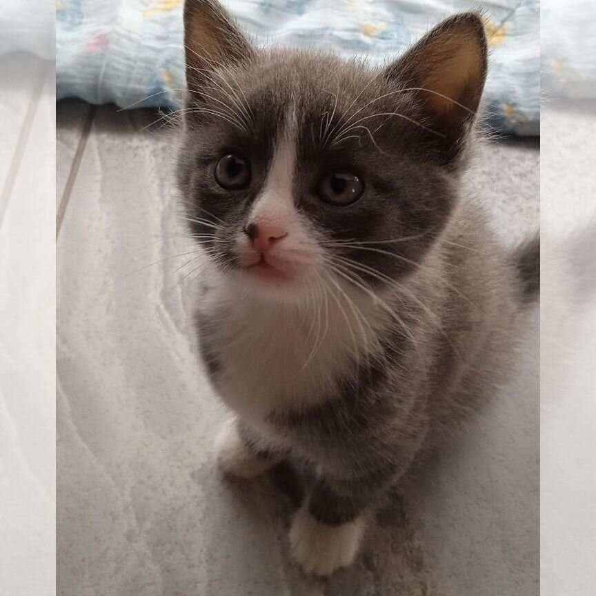 Сибирский котёнок