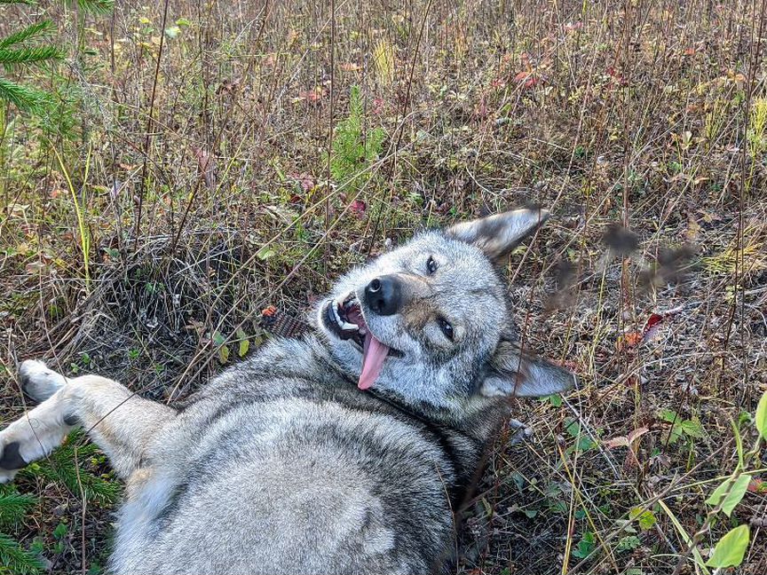 Продам лайку