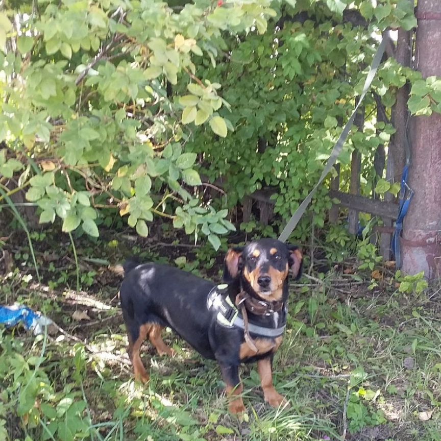 Собачка в добрые руки