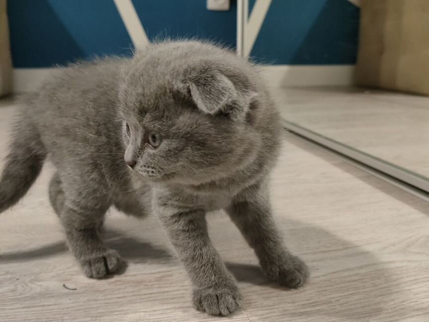 Шотландские котята