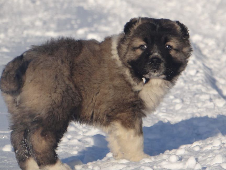 Кавказские медвежата