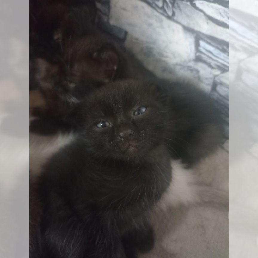 Отдам бесплатно котенка