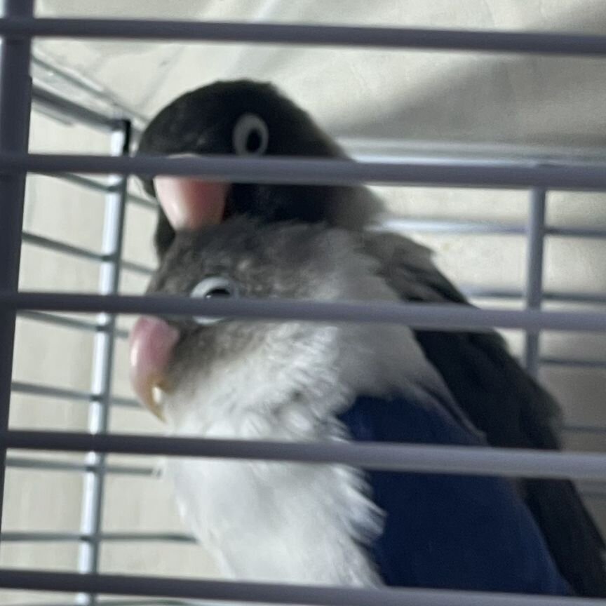 Продам двух неразлучников в добрые руки