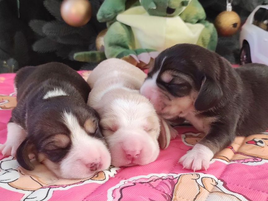 Щенки бигль с документами