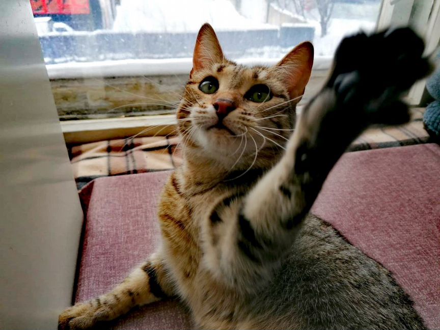 Кошка поцелованная солнцем Сэнди