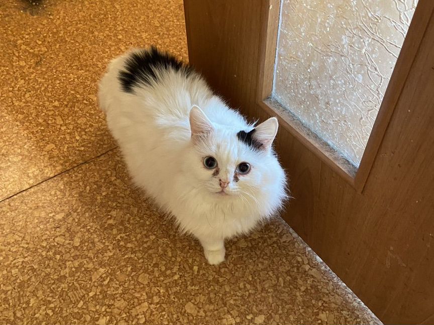 Кошки в добрые руки бесплатно