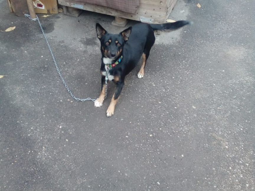 Отдам собаку